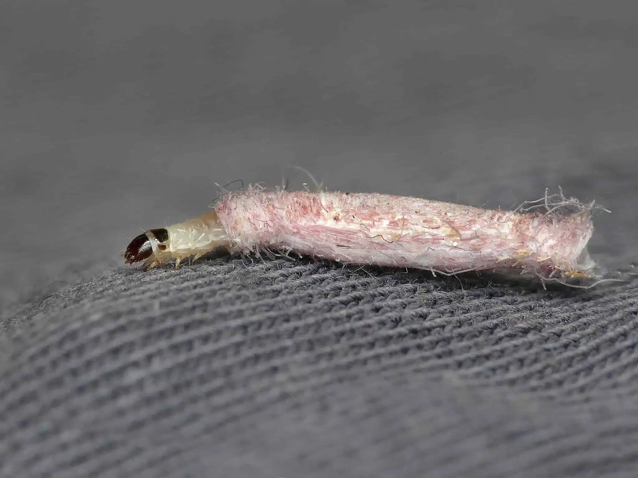 Exterminateurs de mites | EDN | Extermination de Nuisibles